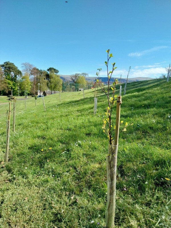 Council joins community groups in planting over 2300 trees to help ...